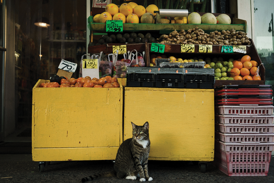 Best Bodegas | Downtown New York | NYC Culture Guide