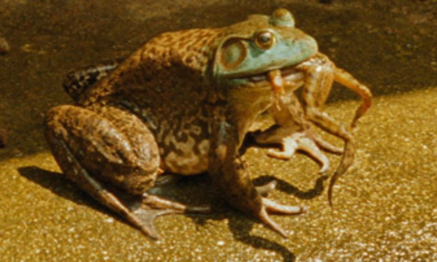 Manda Bala | Roxy Cinema New York | Roxy Hotel