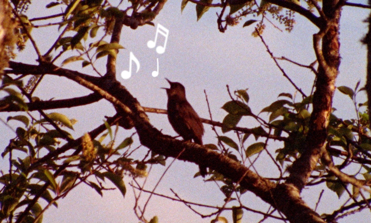 Perfectly Imperfect Presents: Guy Kozak’s Movies | Roxy Cinema NYC